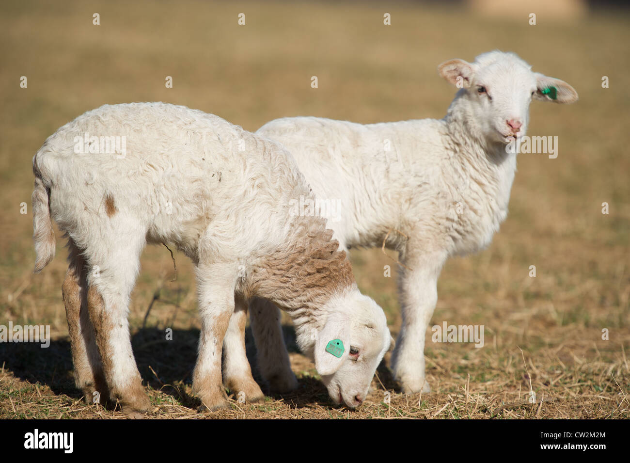 Lambs animal hi-res stock photography and images - Alamy