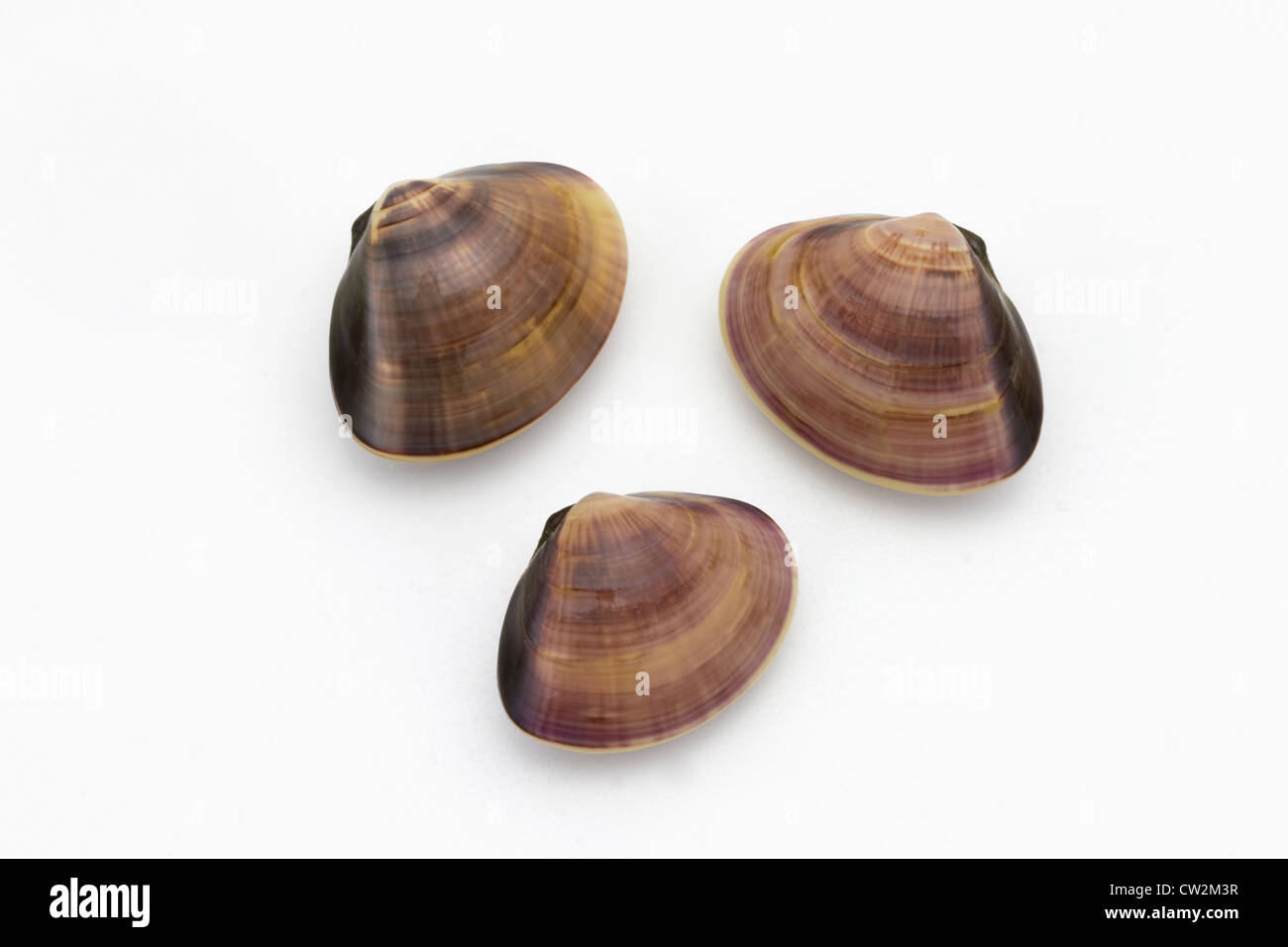 Common orient clams Stock Photo - Alamy