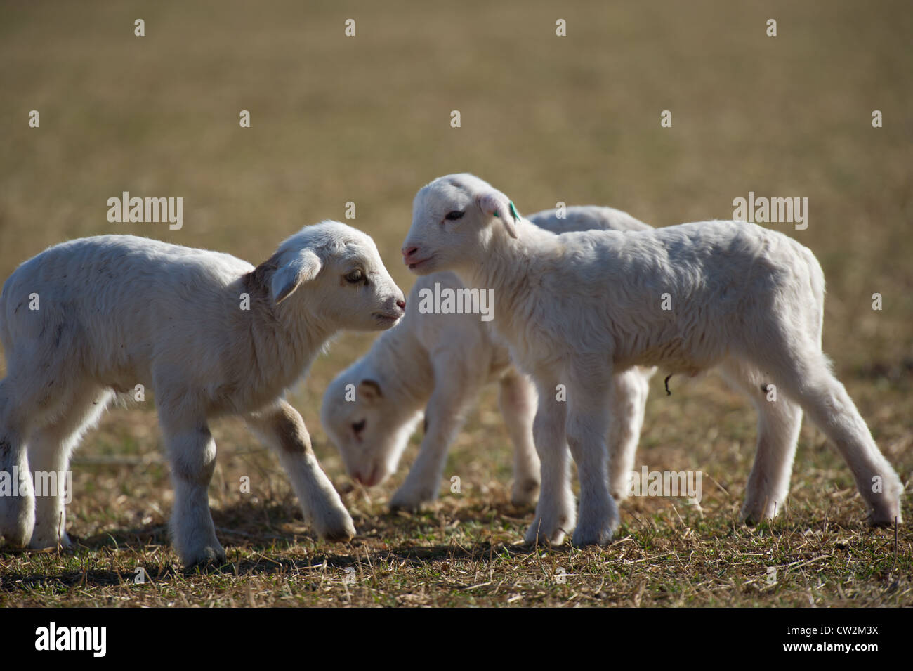 Lambs animal hi-res stock photography and images - Alamy
