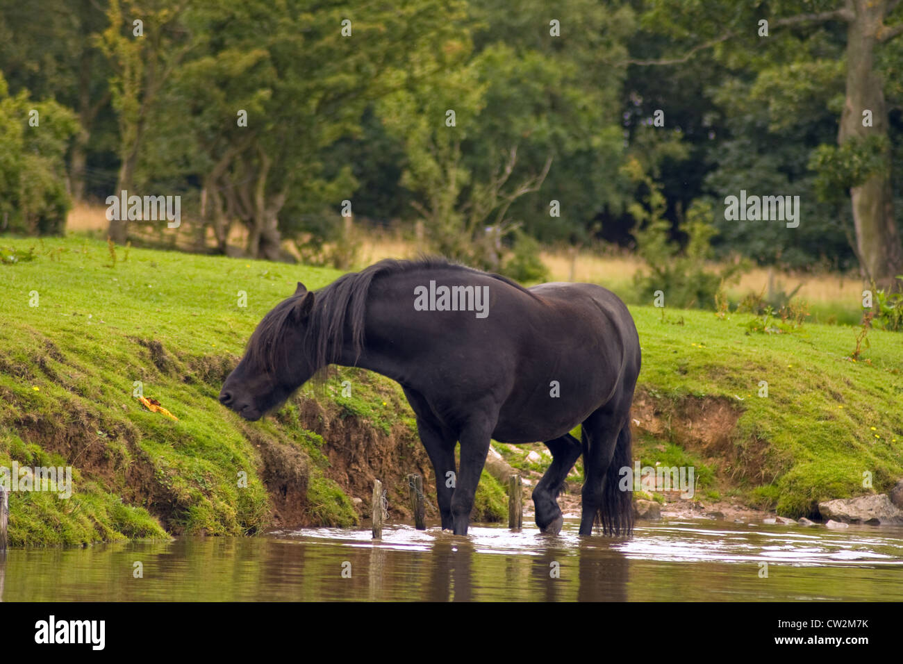 Horse in the River Stock Photo - Alamy