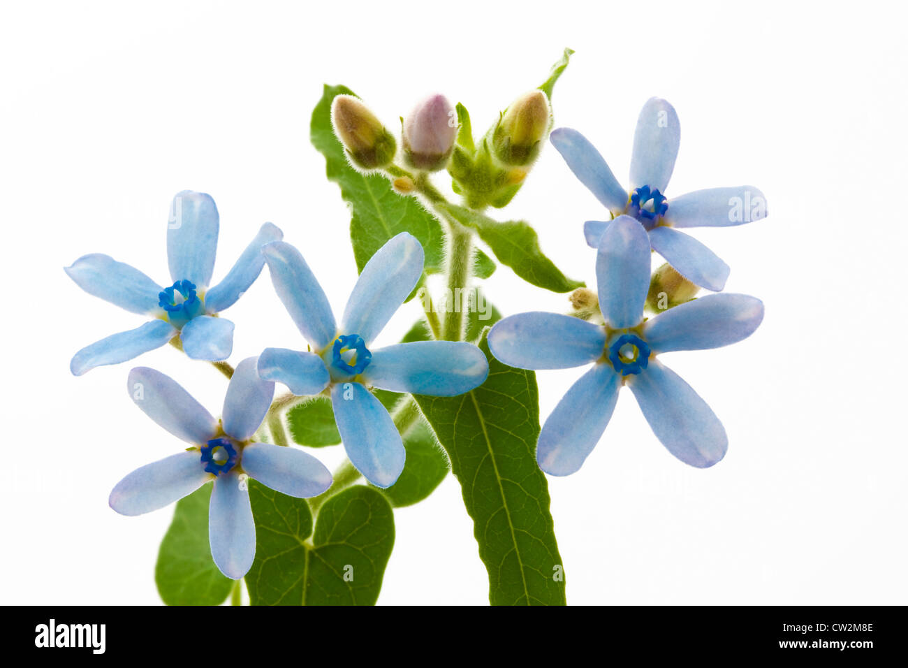 Stem flower buds leaf Cut Out Stock Images & Pictures - Alamy