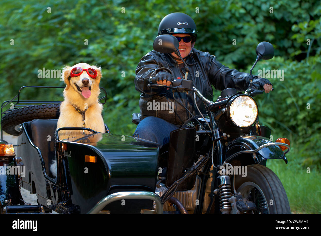 Golden Retriever Riding in Motorcycle Sidecar Stock Photo - Alamy