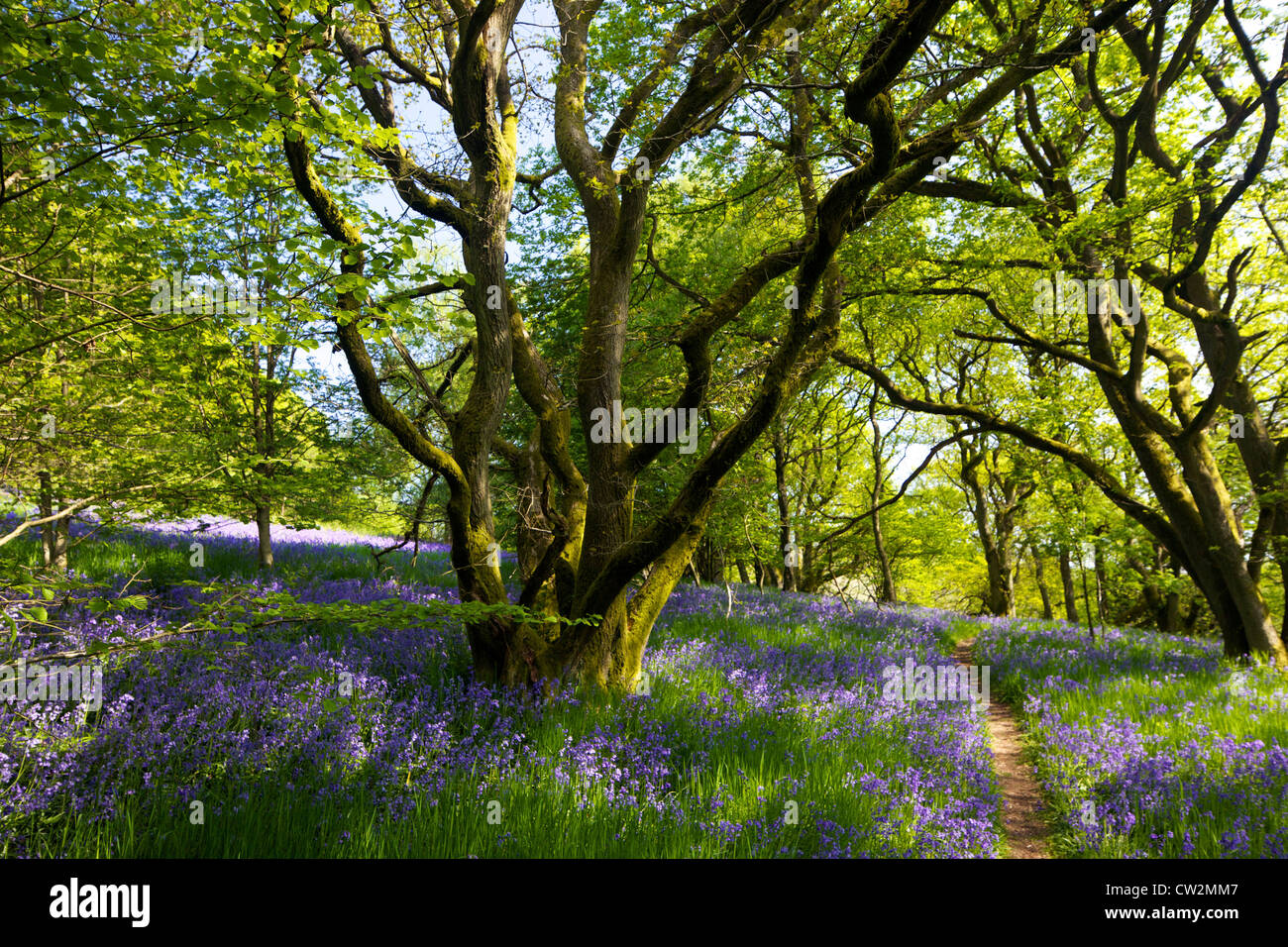 English bluebells in May, Hyacinthoides non-scripta, and ancient ...