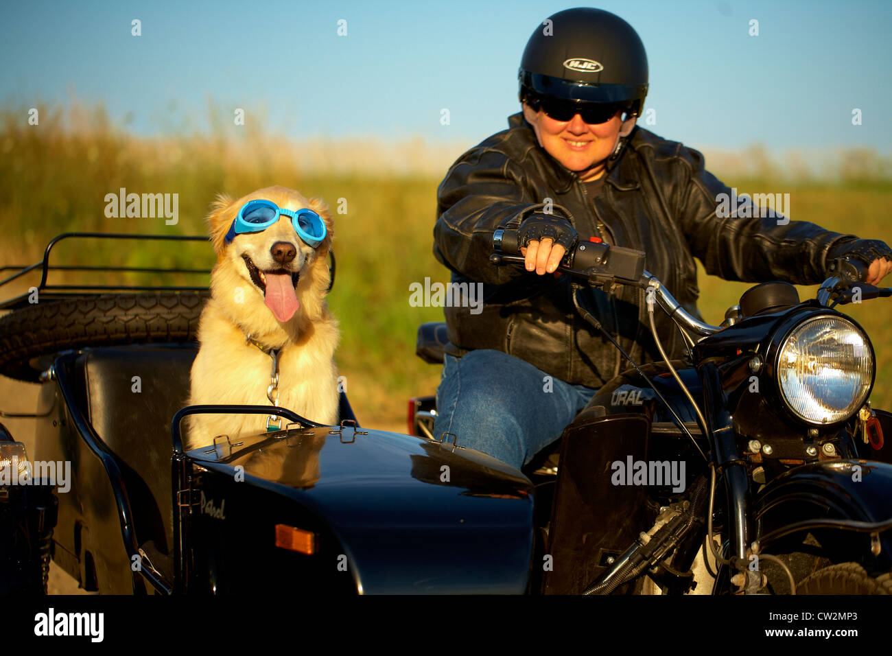 Golden Retriever Riding in Motorcycle Sidecar Stock Photo - Alamy
