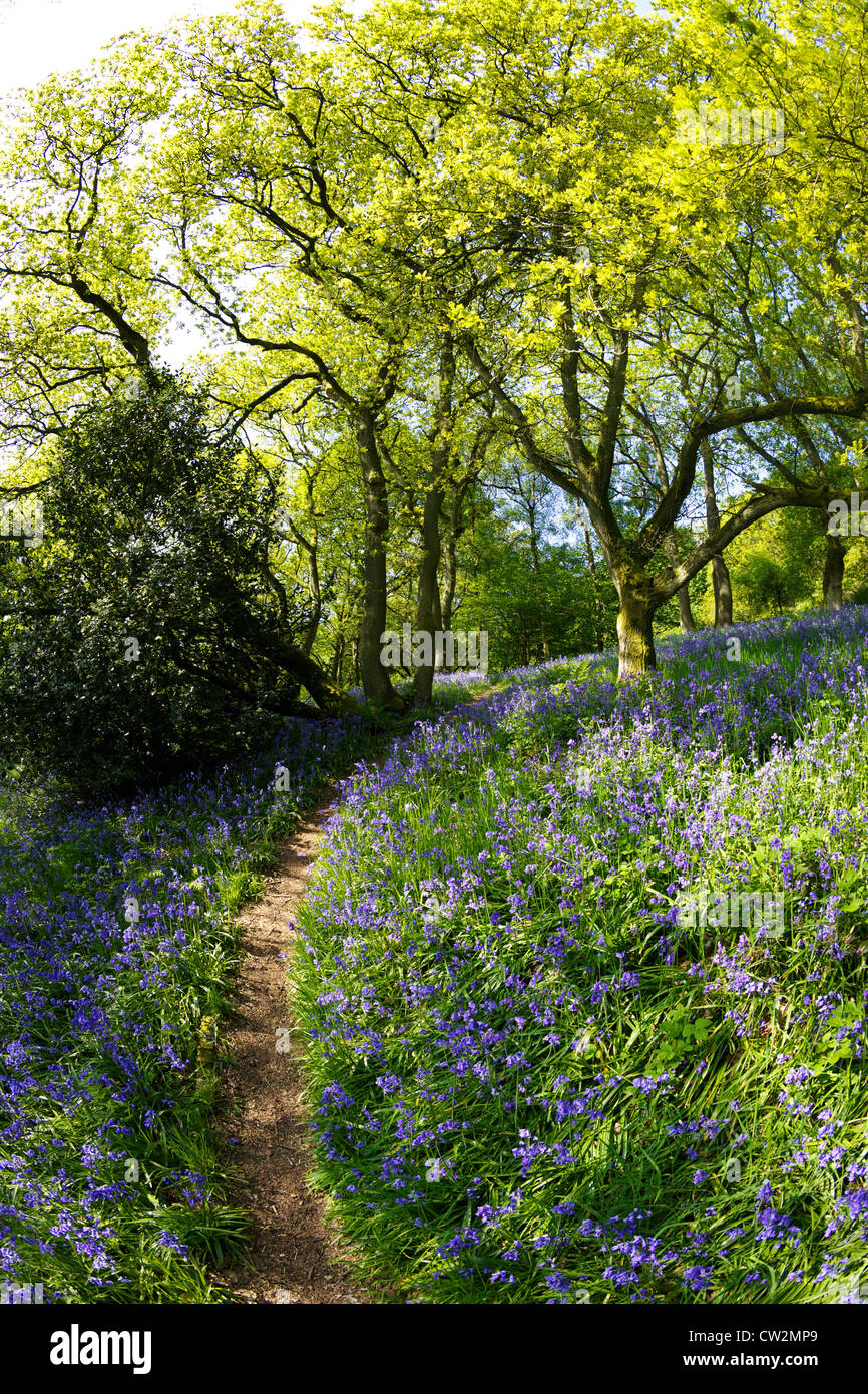 English oak woodland hi-res stock photography and images - Alamy