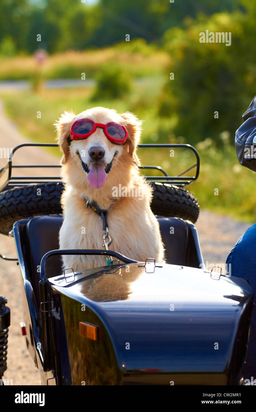 Golden Retriever Riding in Motorcycle Sidecar Stock Photo - Alamy