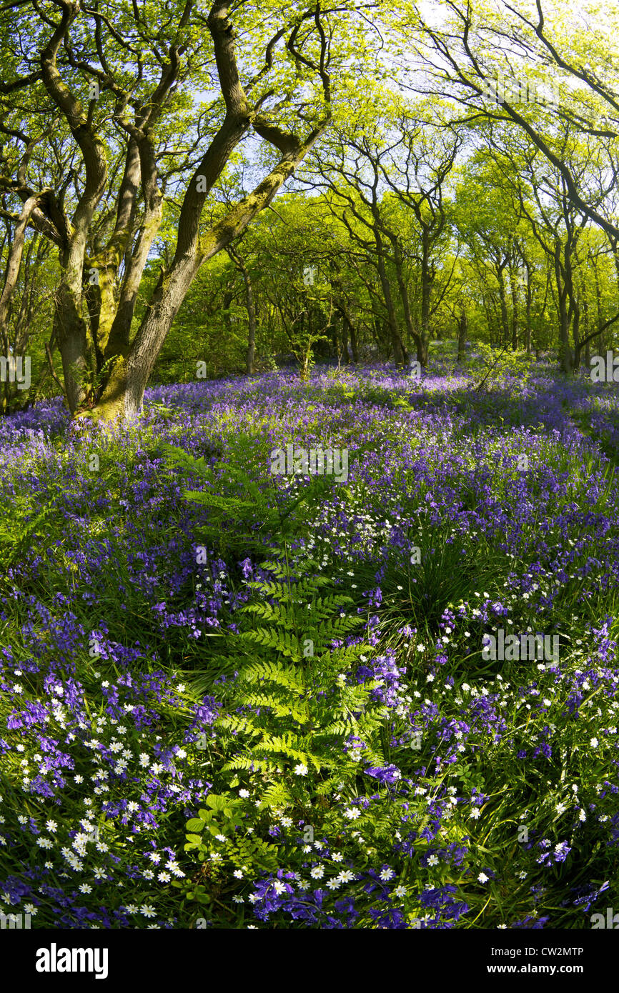 English bluebells in May, Hyacinthoides non-scripta, and ancient ...