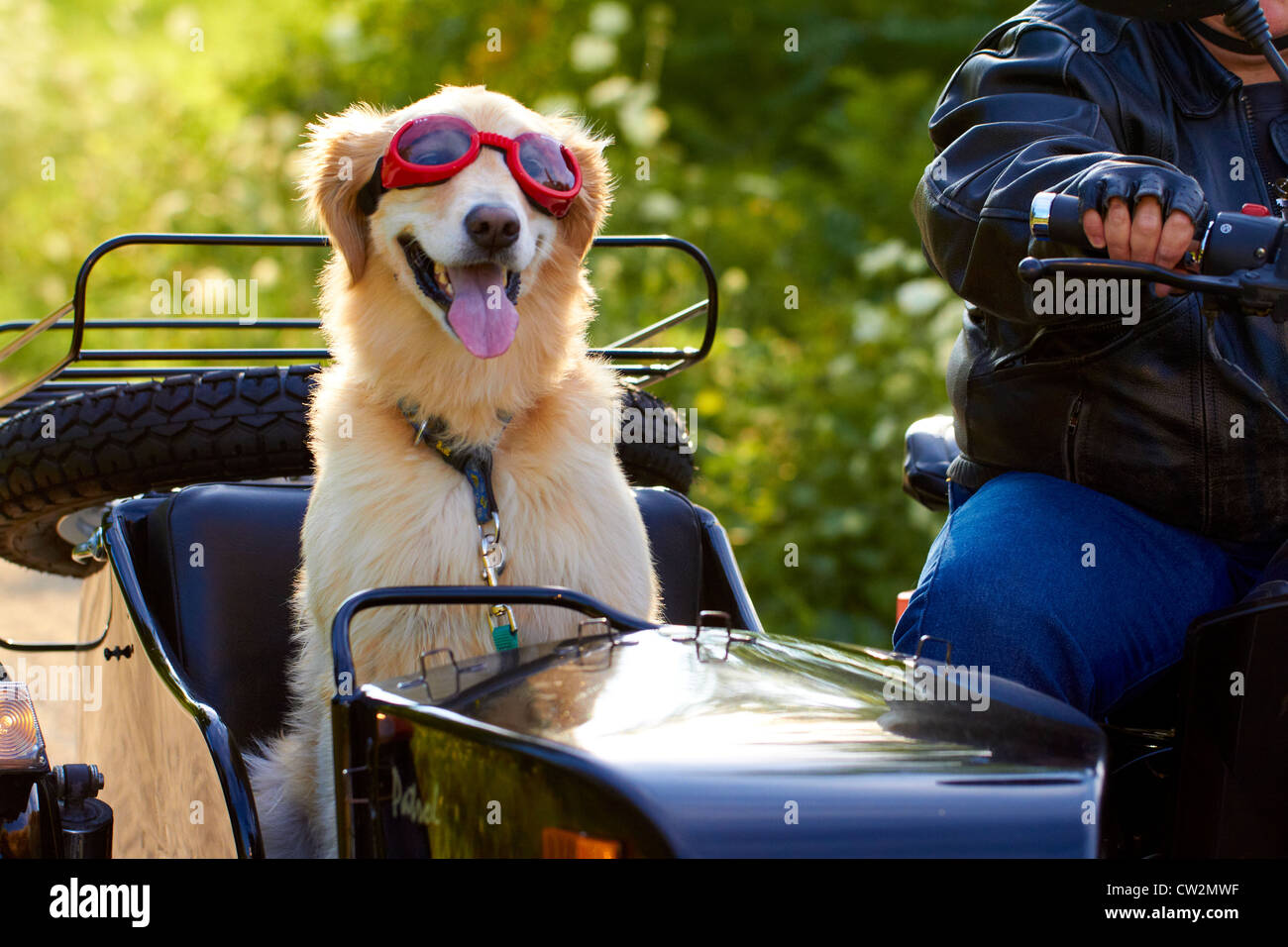Golden Retriever Riding in Motorcycle Sidecar Stock Photo - Alamy