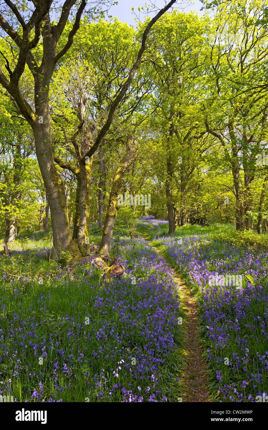 English bluebells in May, Hyacinthoides non-scripta, and ancient ...