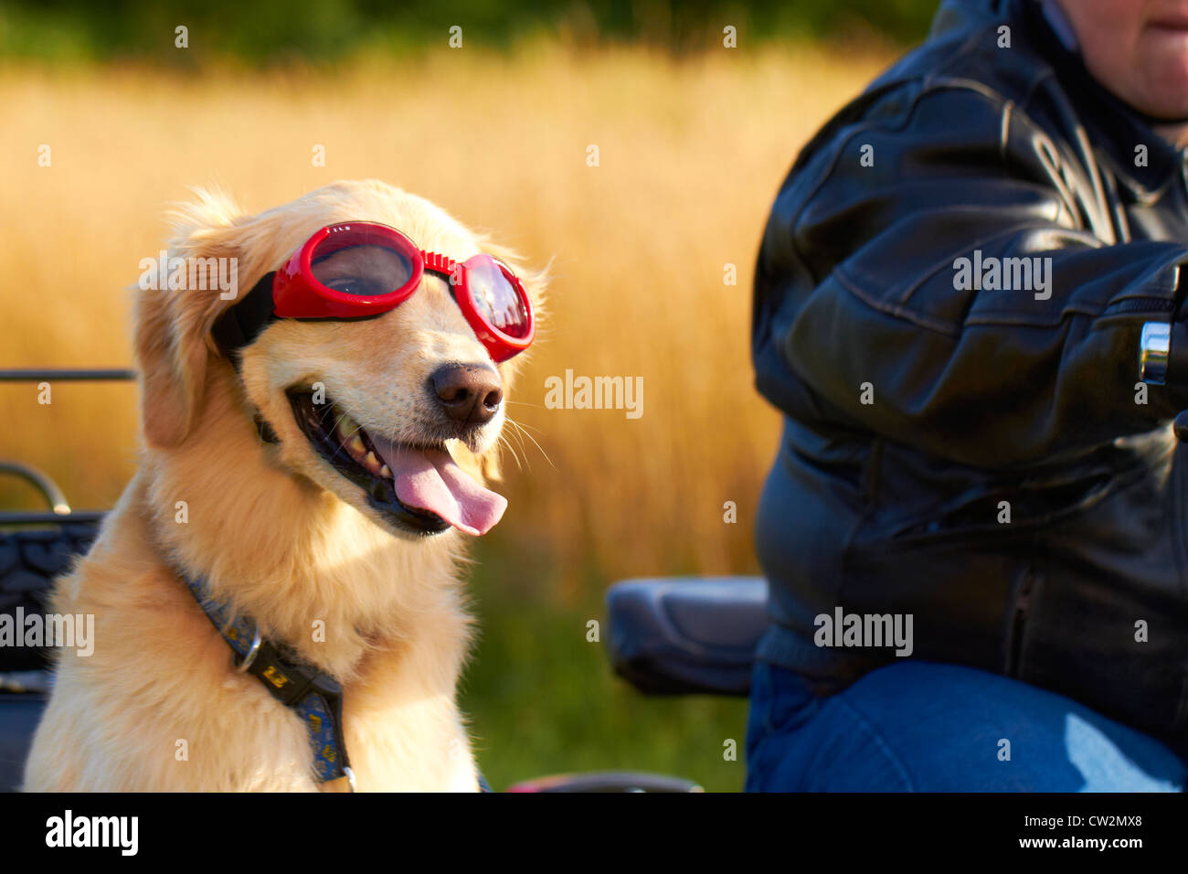 Golden Retriever Riding in Motorcycle Sidecar Stock Photo - Alamy