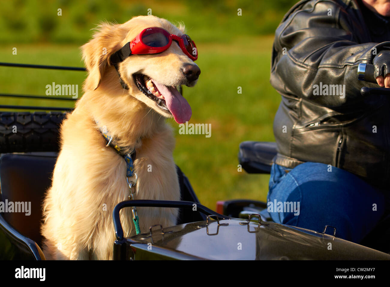 Golden Retriever Riding in Motorcycle Sidecar Stock Photo - Alamy