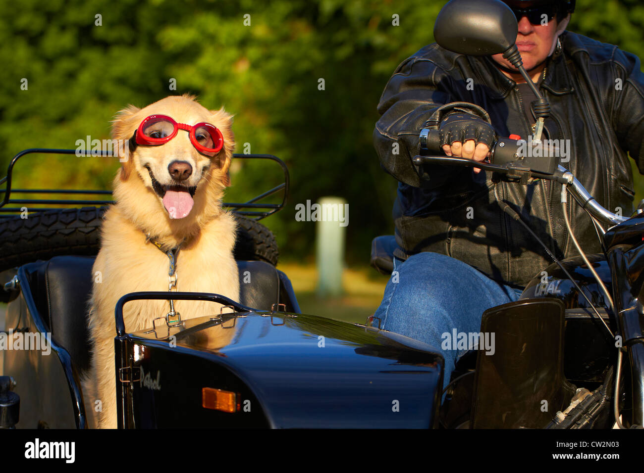 Golden Retriever Riding in Motorcycle Sidecar Stock Photo - Alamy