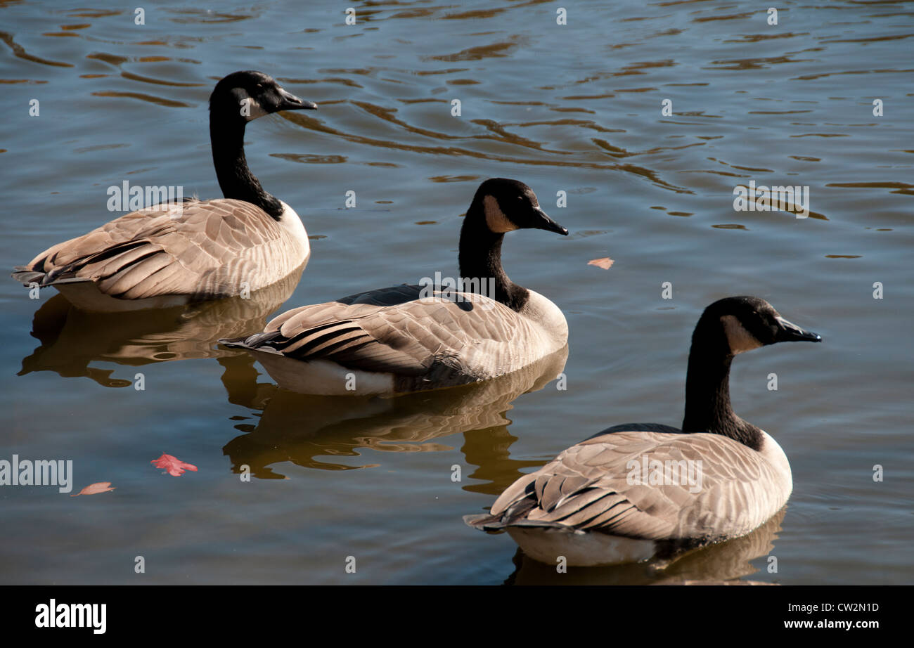 Three goose hi-res stock photography and images - Alamy
