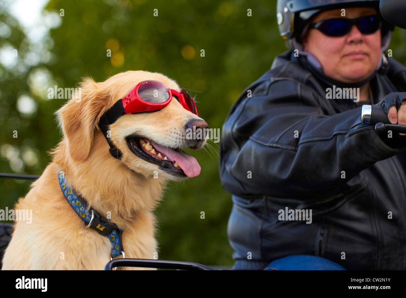 Golden Retriever Riding in Motorcycle Sidecar Stock Photo - Alamy