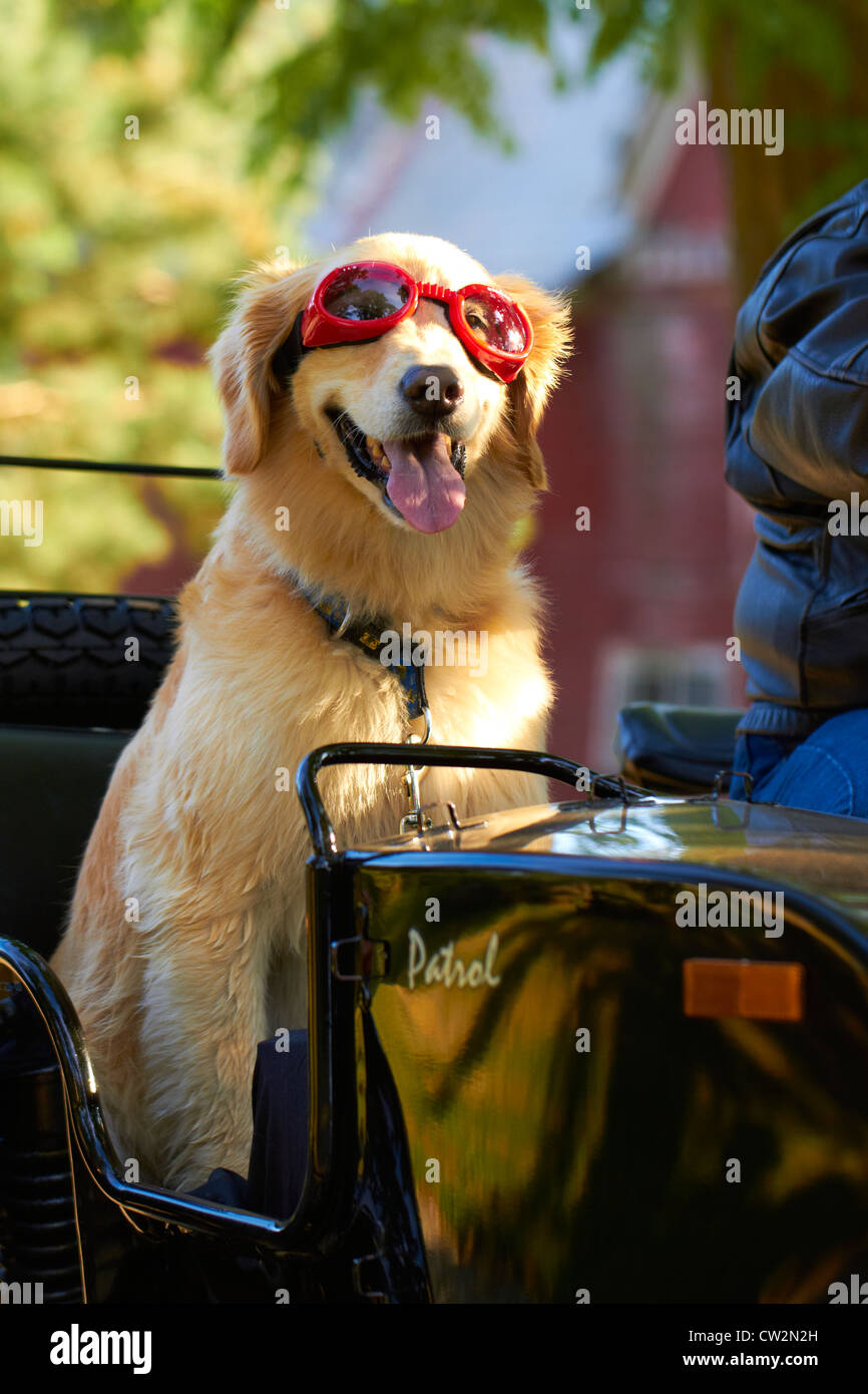 Golden Retriever Riding in Motorcycle Sidecar Stock Photo - Alamy