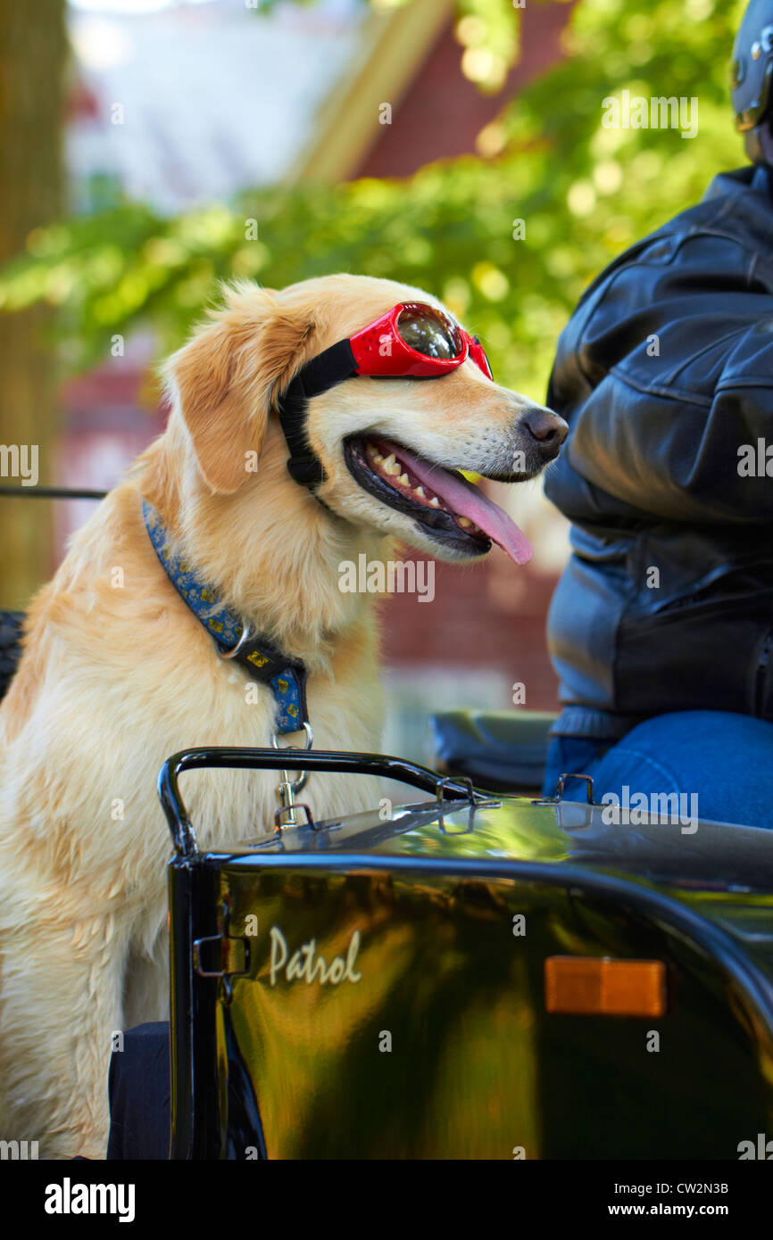 Golden Retriever Riding in Motorcycle Sidecar Stock Photo - Alamy
