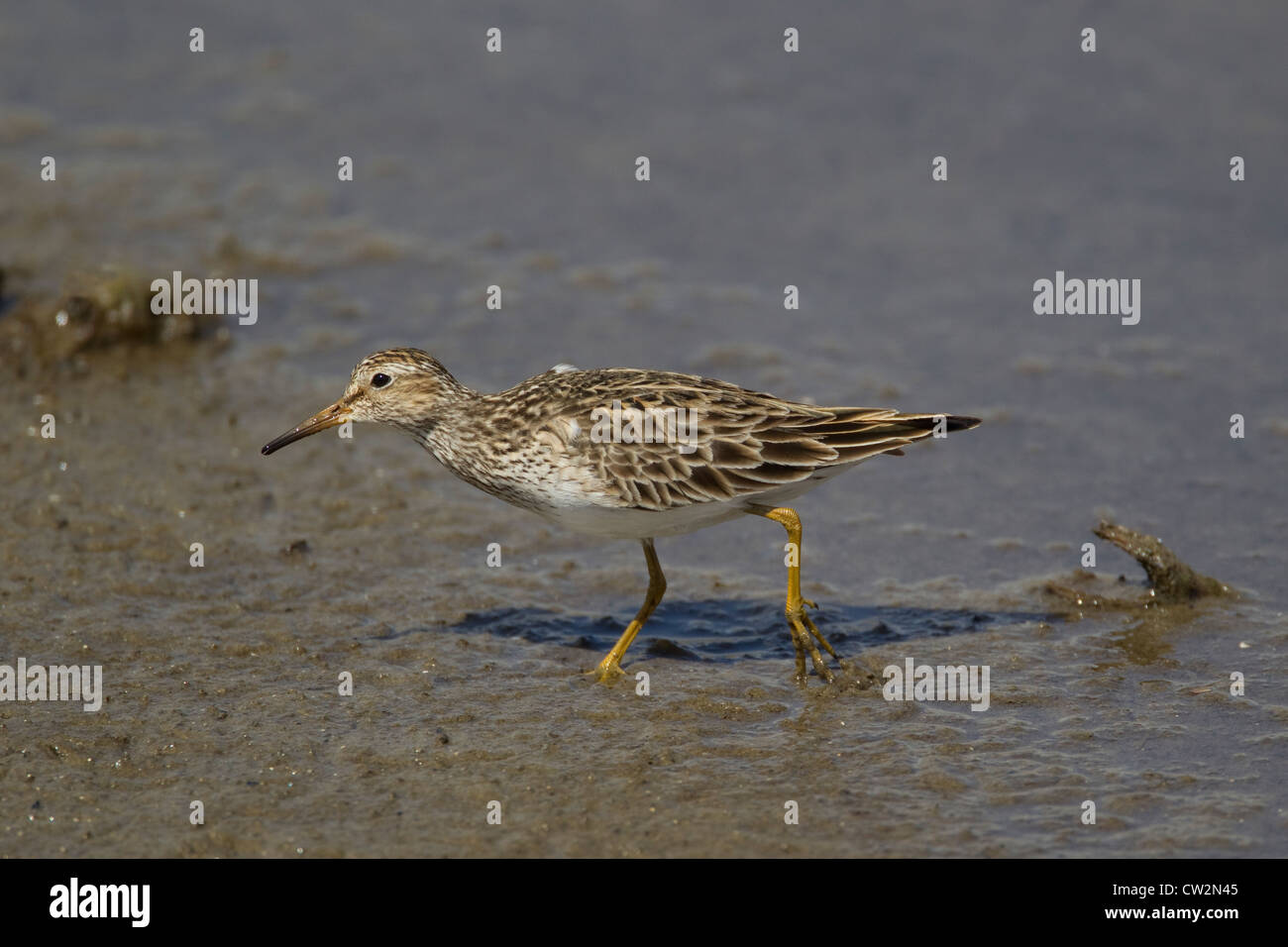 Pectoral Sandpiper High Resolution Stock Photography and Images - Alamy