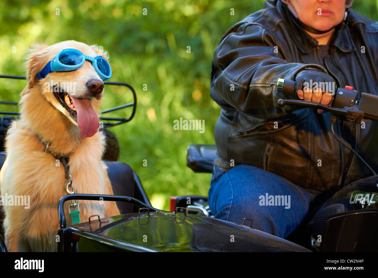 Golden Retriever Riding in Motorcycle Sidecar Stock Photo - Alamy