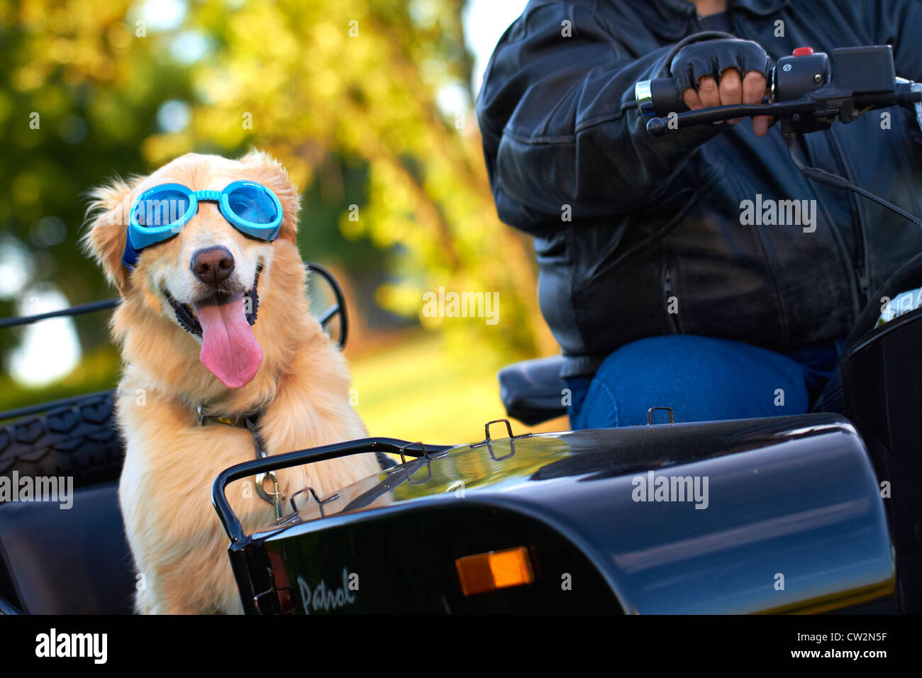 Golden retriever riding in motorcycle hi-res stock photography and ...