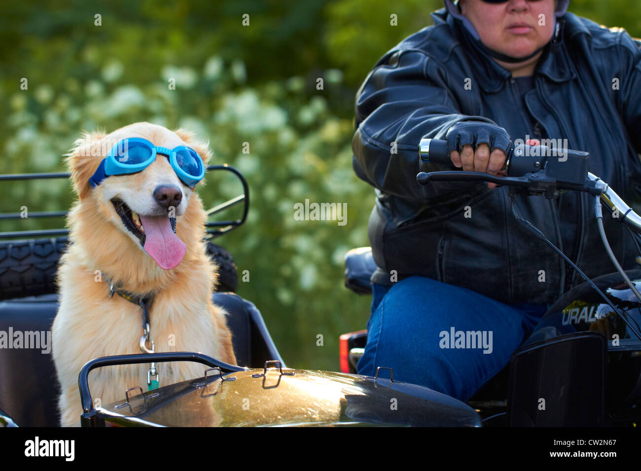 Golden Retriever Riding in Motorcycle Sidecar Stock Photo - Alamy