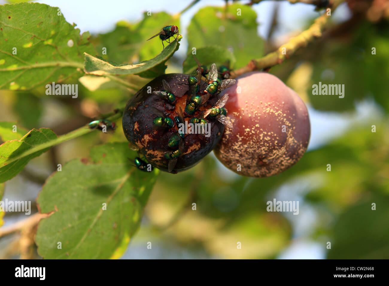 Hanging flies hi-res stock photography and images - Alamy