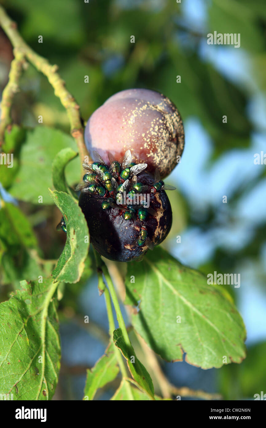 Eaten Plum High Resolution Stock Photography and Images - Alamy