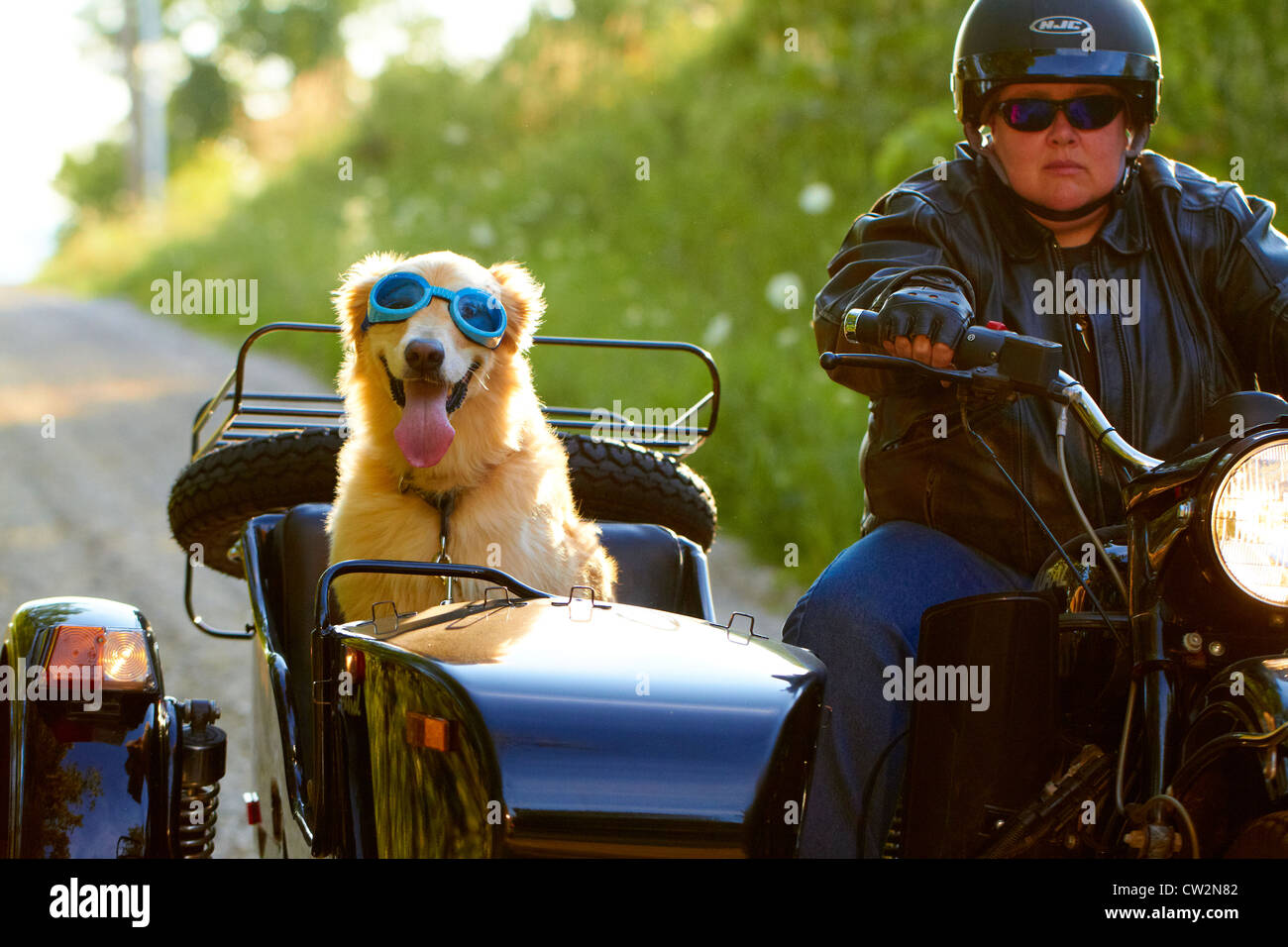 Golden Retriever Riding in Motorcycle Sidecar Stock Photo - Alamy