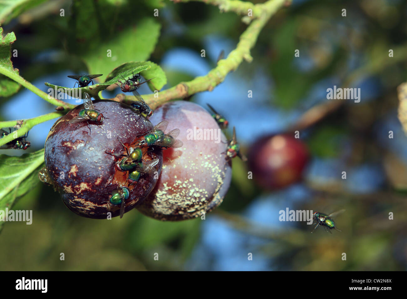 Insect eating flies hi-res stock photography and images - Alamy
