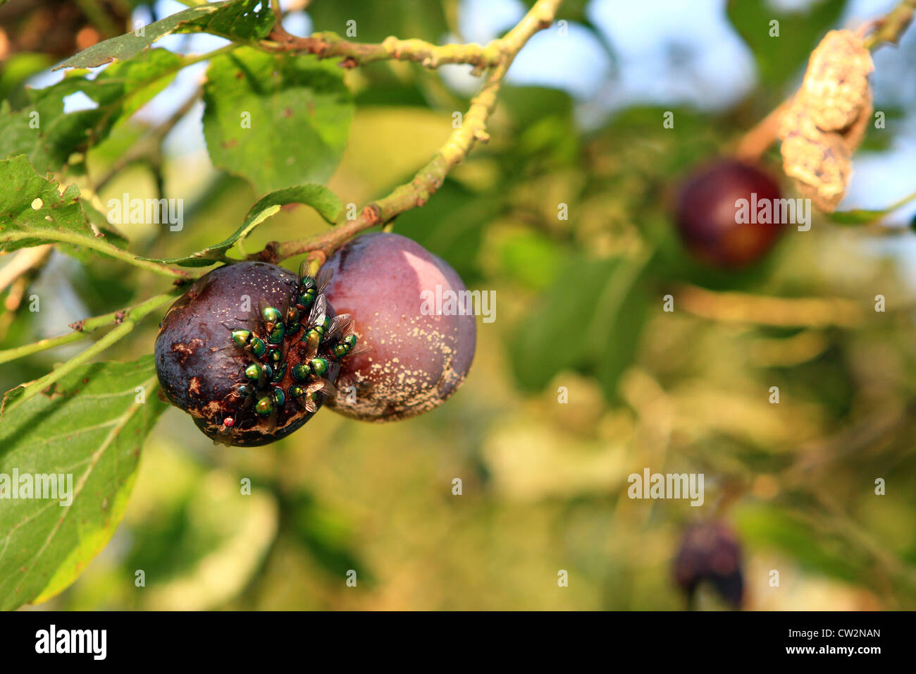 Lots of flying insects hi-res stock photography and images - Alamy