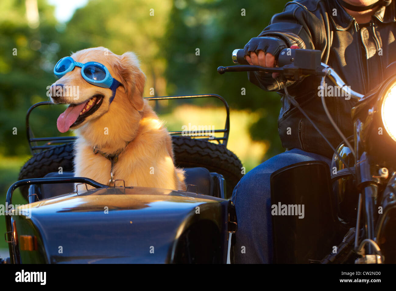 Golden Retriever Riding in Motorcycle Sidecar Stock Photo - Alamy