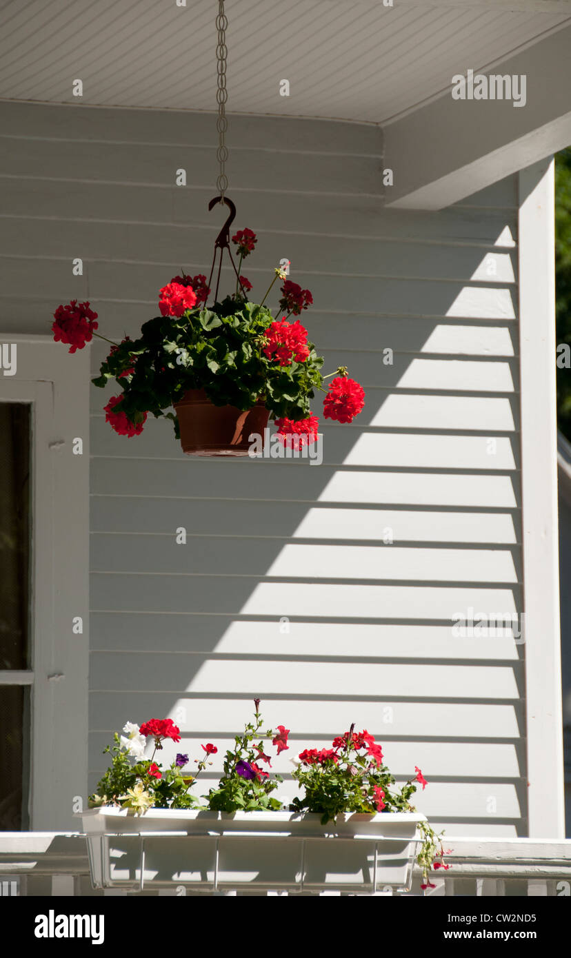 Geranium hanging basket hi-res stock photography and images - Alamy