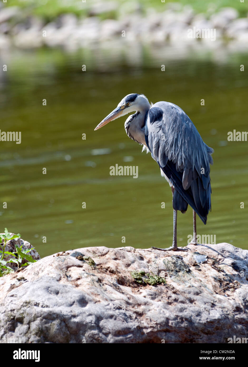 Heron standing on rock hi-res stock photography and images - Alamy