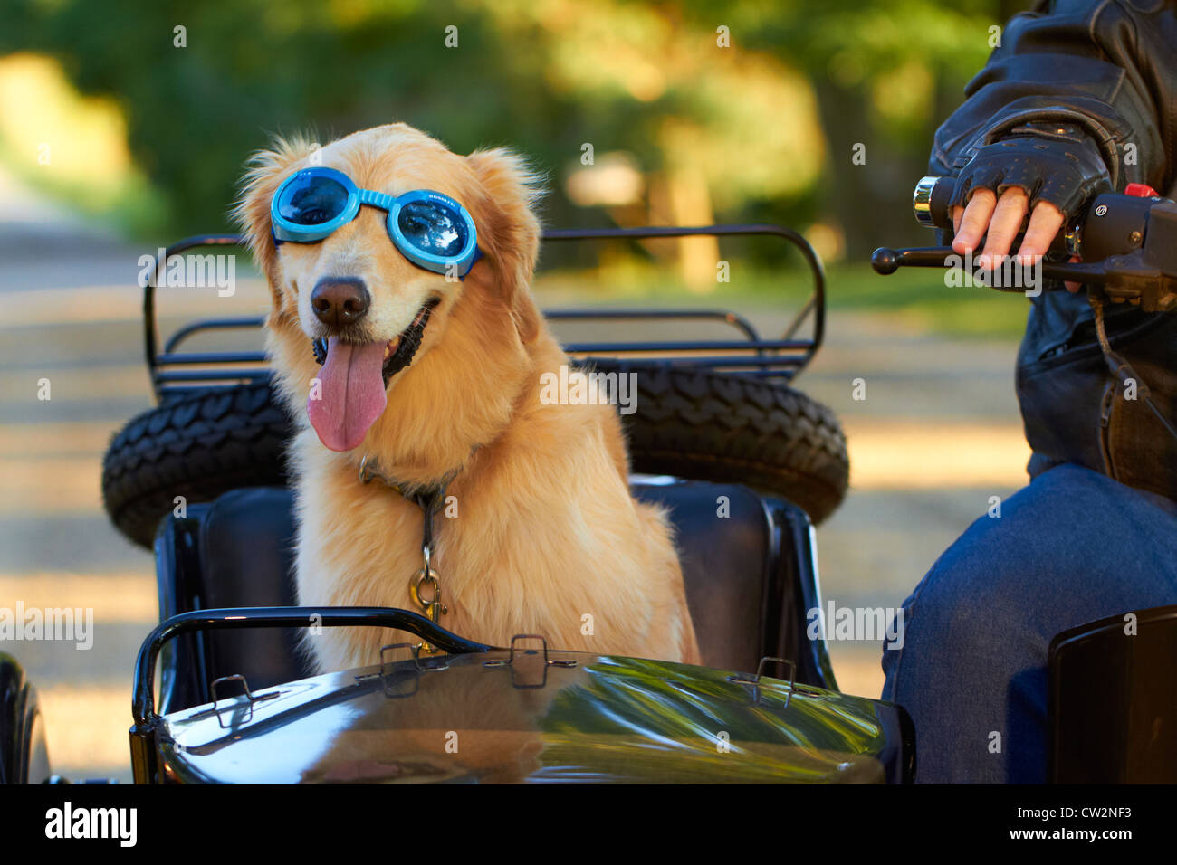 Golden Retriever Riding in Motorcycle Sidecar Stock Photo - Alamy