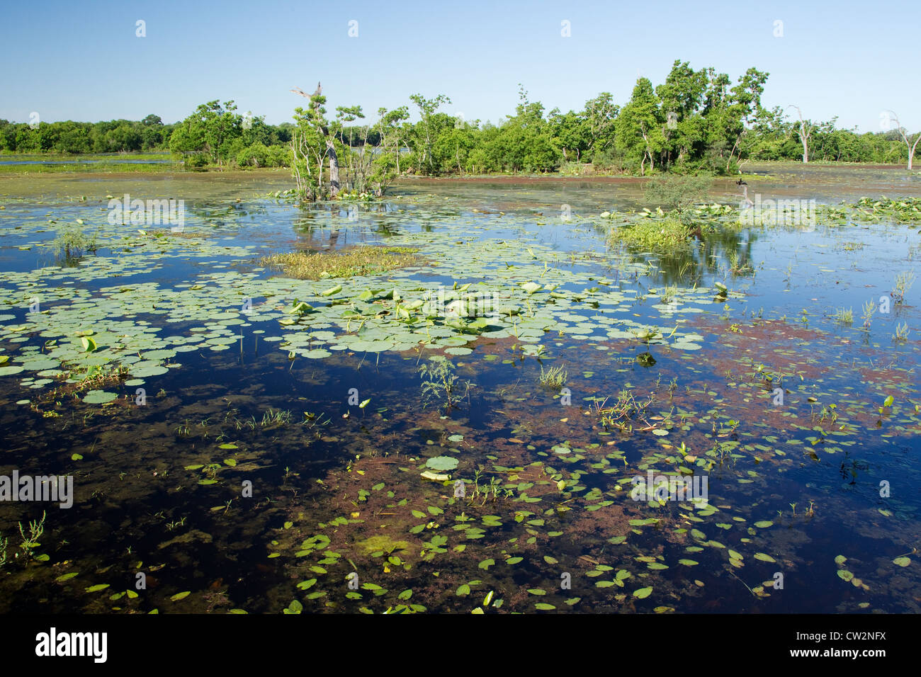 Lake with Dead Trees Brazos Bend State Park Texas, USA LA005582 Stock ...
