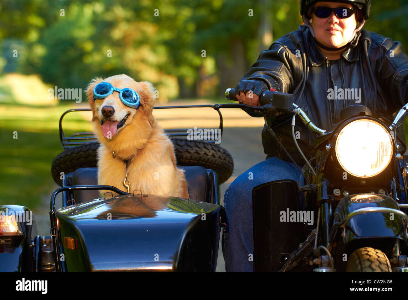 Golden Retriever Riding in Motorcycle Sidecar Stock Photo - Alamy