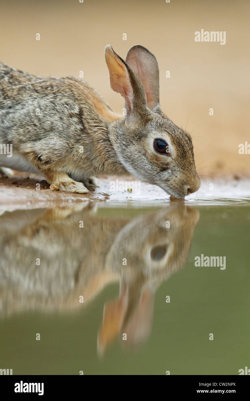 Eastern Cottontail Rabbit - drinking Sylvilagus floridanus South Texas ...