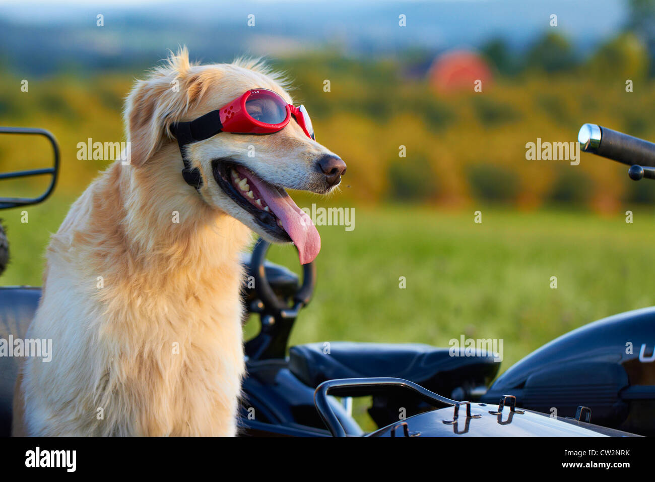 Golden Retriever Riding in Motorcycle Sidecar Stock Photo - Alamy