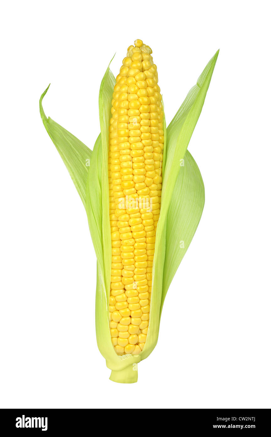 Ear corn studio shot hi-res stock photography and images - Alamy
