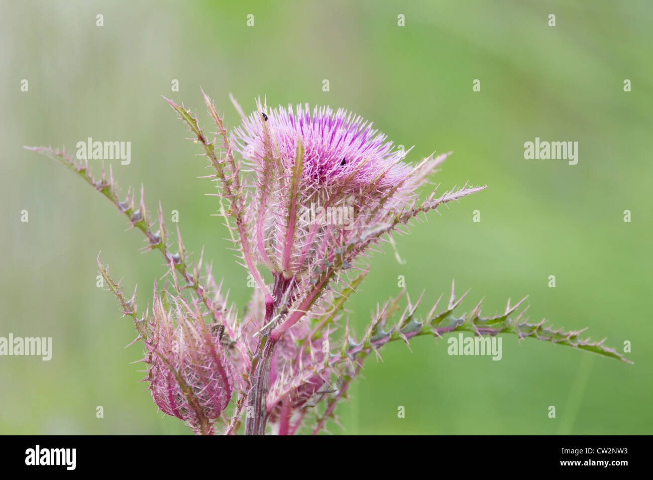 Cirsium texanum hi-res stock photography and images - Alamy