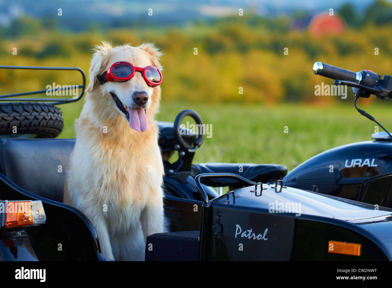 Golden Retriever Riding in Motorcycle Sidecar Stock Photo - Alamy