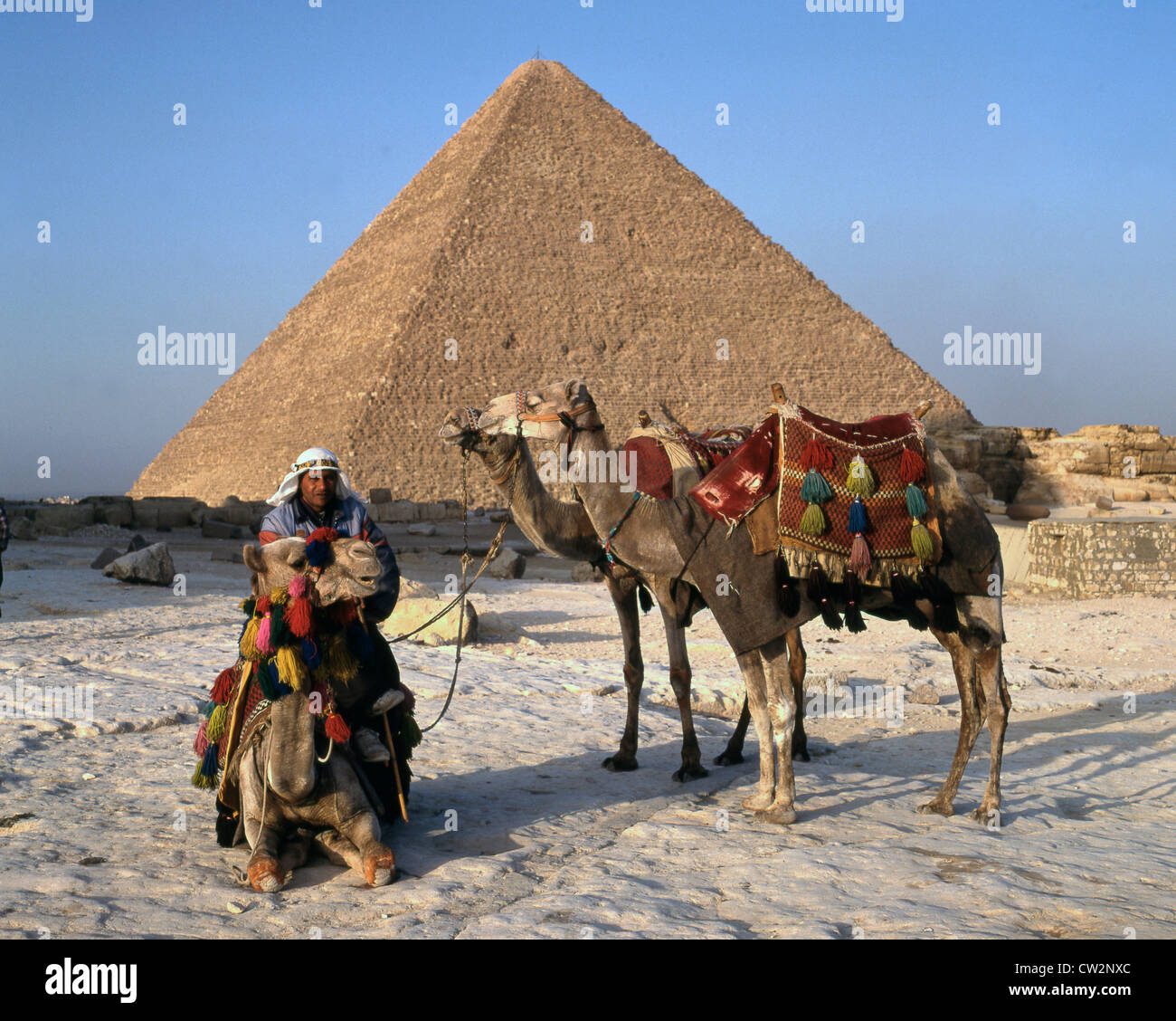 Egypt, Giza, Pyramids, camels Stock Photo - Alamy