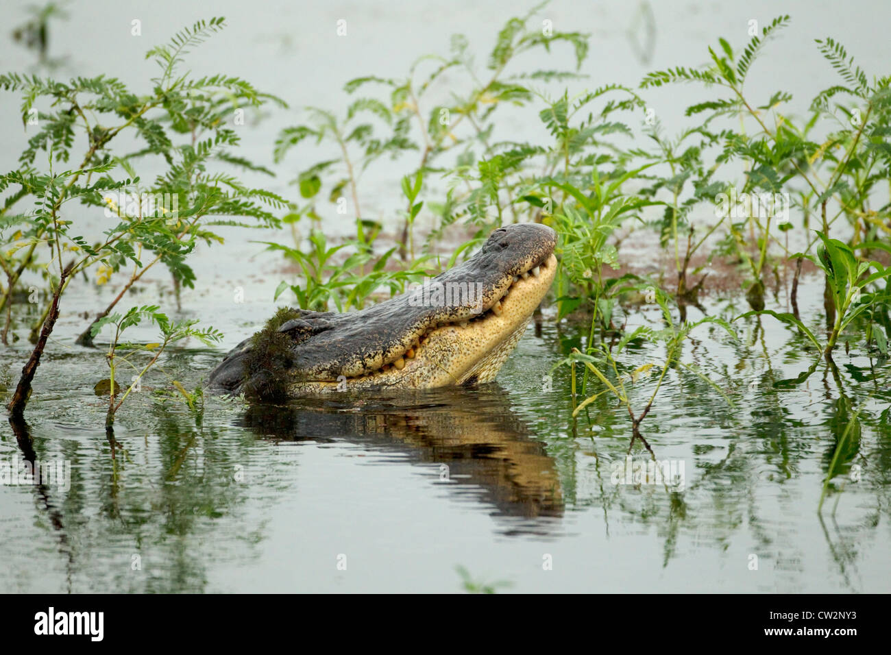 American Alligator - male displaying at springtime Alligator ...