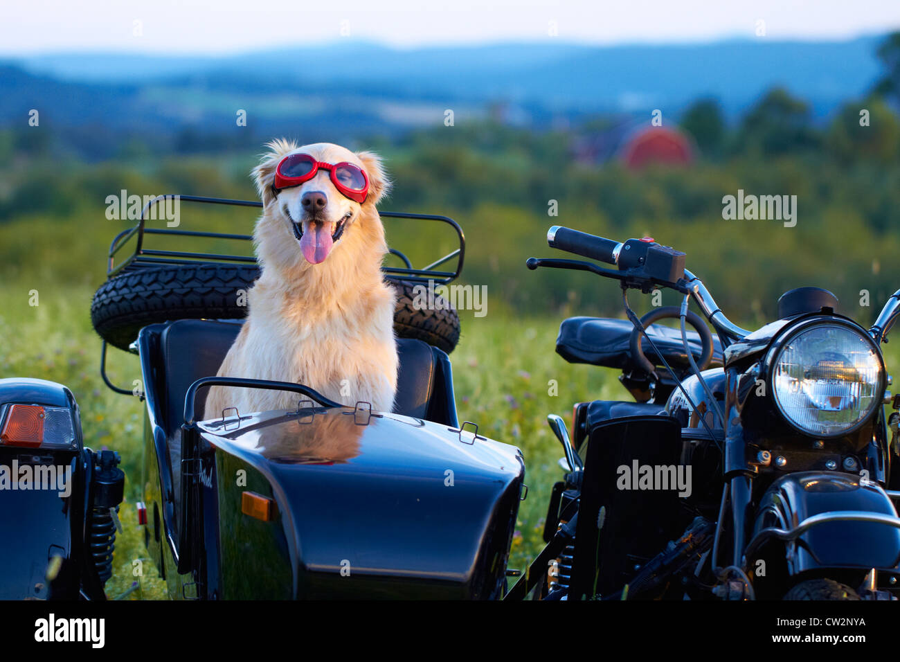 Golden Retriever Riding in Motorcycle Sidecar Stock Photo - Alamy