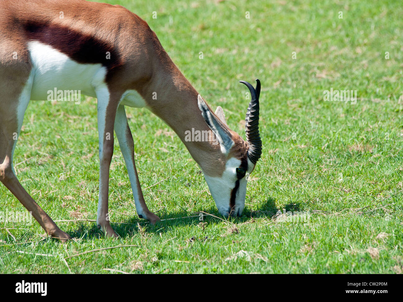 Springbok Antelope Eating High Resolution Stock Photography and Images ...