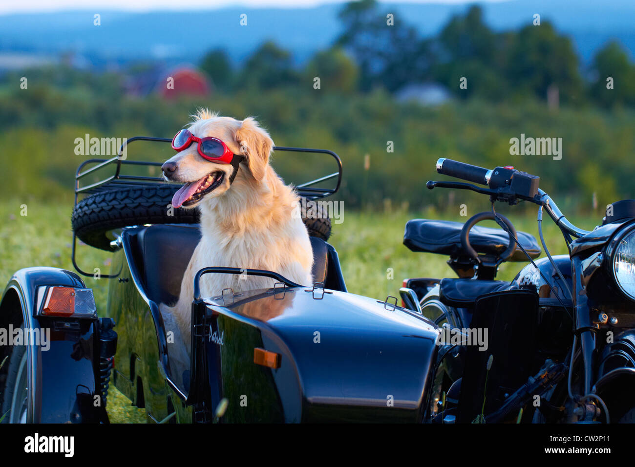 Golden Retriever Riding in Motorcycle Sidecar Stock Photo - Alamy