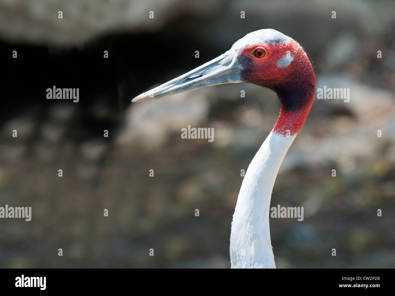 Close up of a Sarus Crane Stock Photo - Alamy