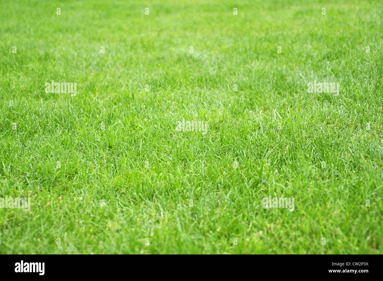 Green grass background texture straight Stock Photo - Alamy