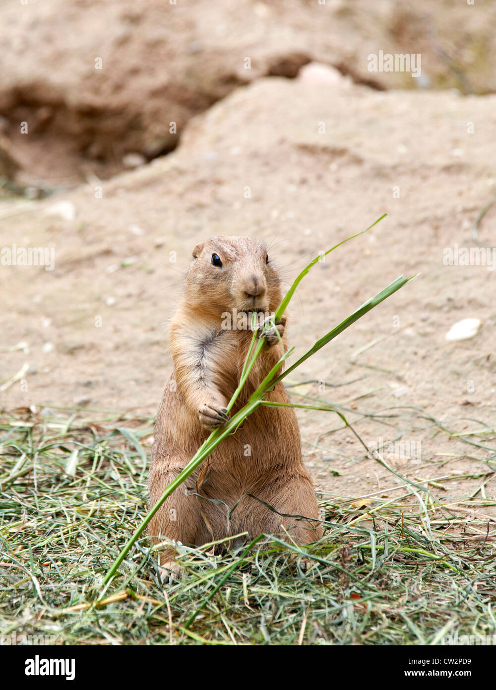 Black Tailed Prairie Dog Eating Stock Photo - Alamy