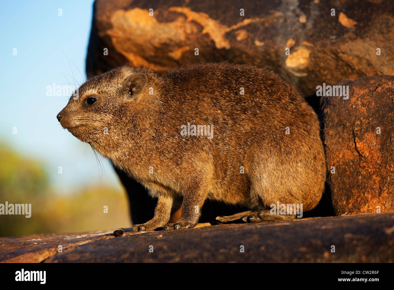 Rock Hyrax (Procavia capensis). Namibia Stock Photo - Alamy