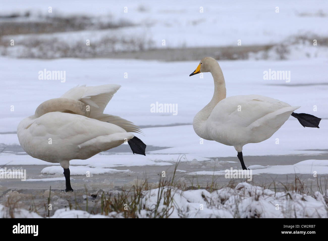 Swan of finland hi-res stock photography and images - Alamy